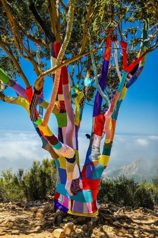 20 Easy and Fun Ideas for Big Trees In The Yard - ZuneTalk Green