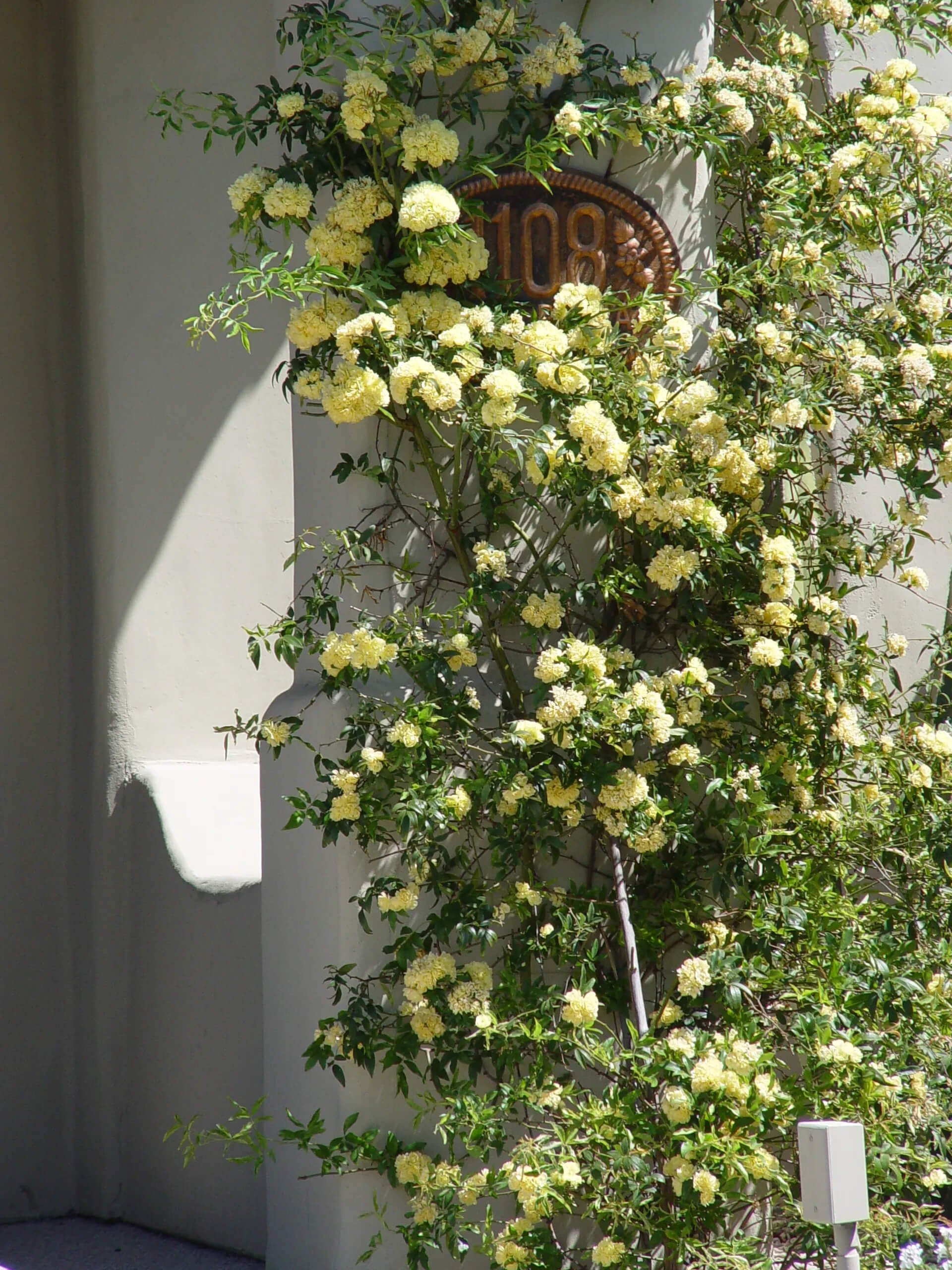 Best 15 Climbing Rose Flowers On Trellis Ideas - ZuneTalk Green