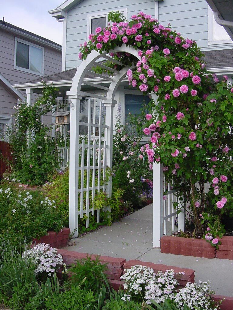 Best 15 Climbing Rose Flowers On Trellis Ideas - ZuneTalk Green