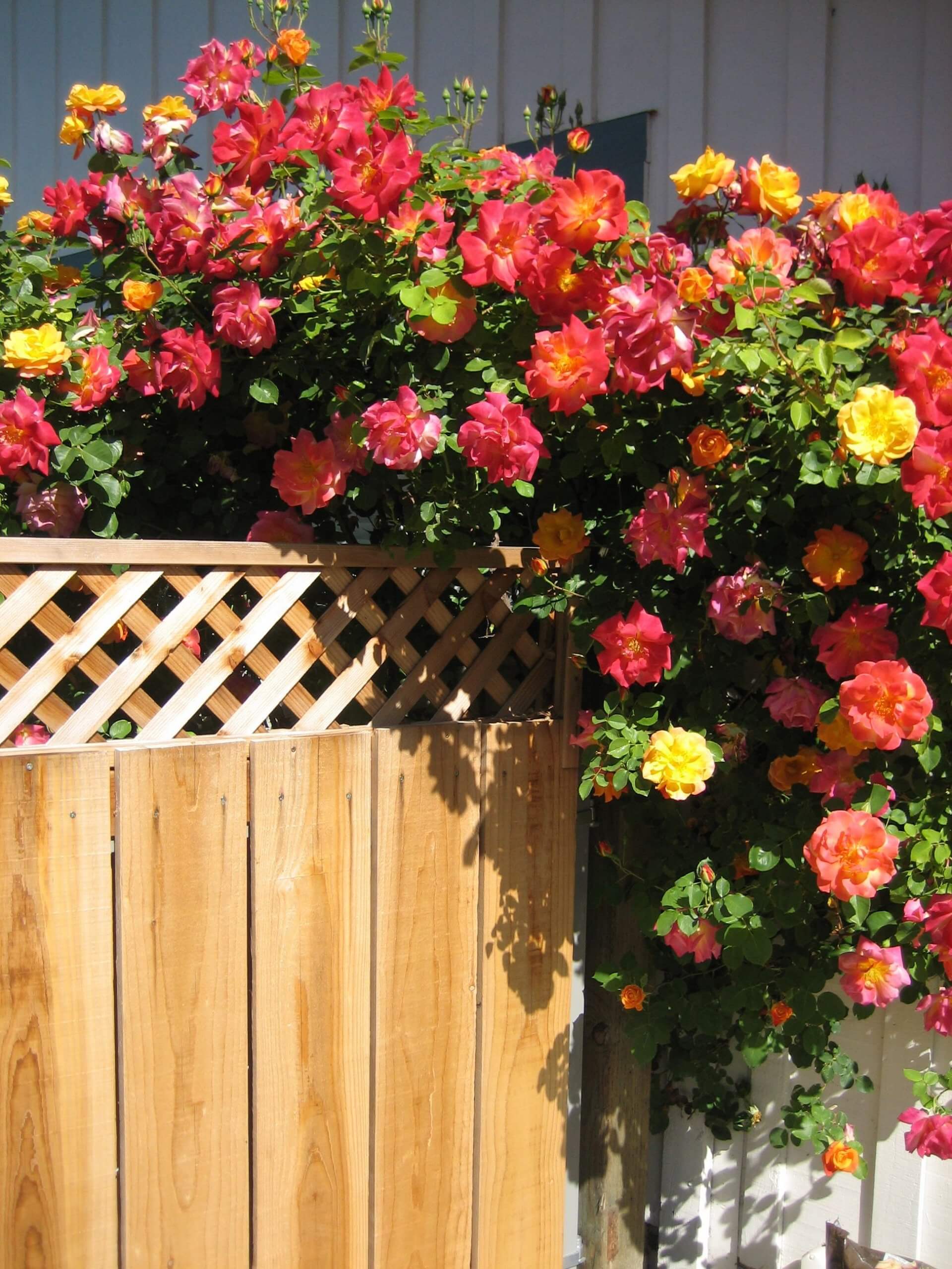 Best 15 Climbing Rose Flowers On Trellis Ideas – ZuneTalk Green