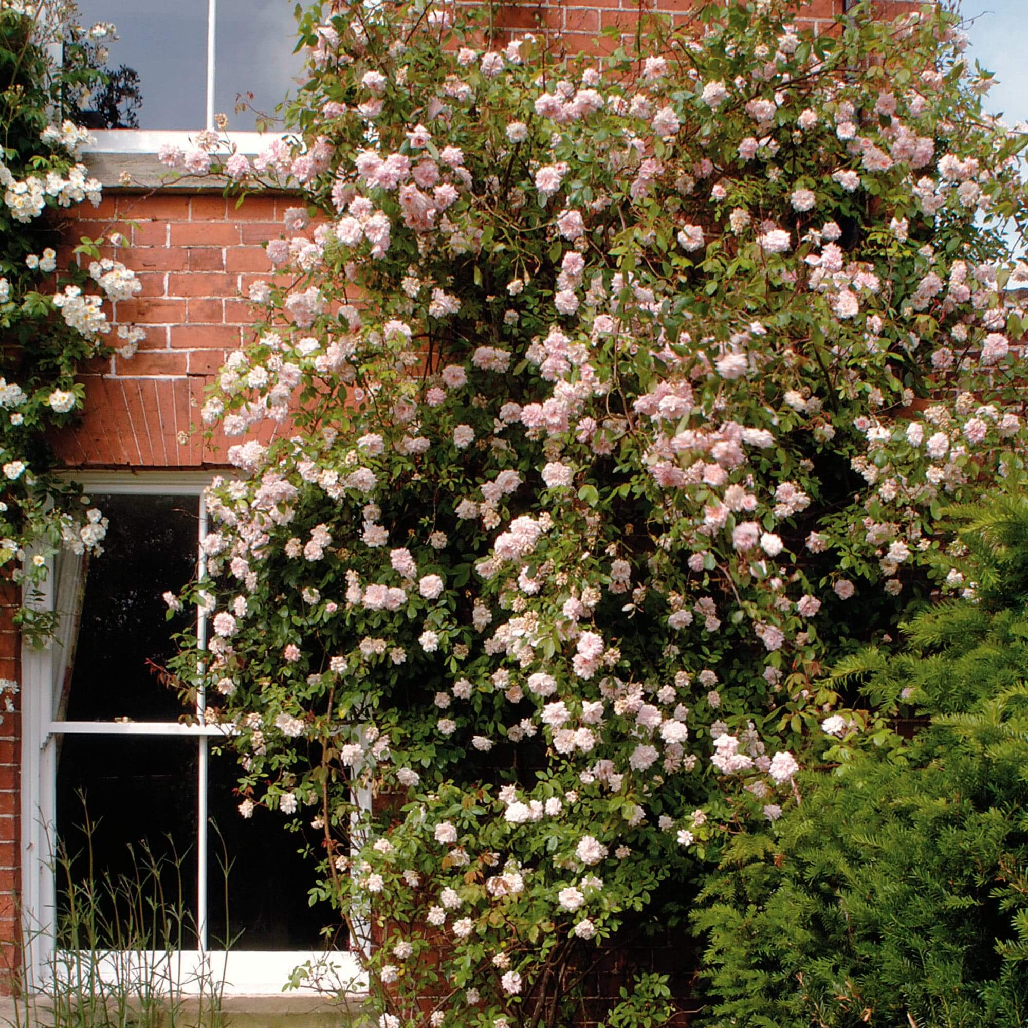 Best 15 Climbing Rose Flowers On Trellis Ideas - ZuneTalk Green