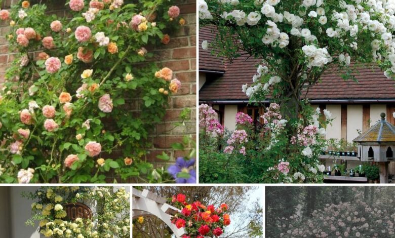 Best 15 Climbing Rose Flowers On Trellis Ideas - ZuneTalk Green