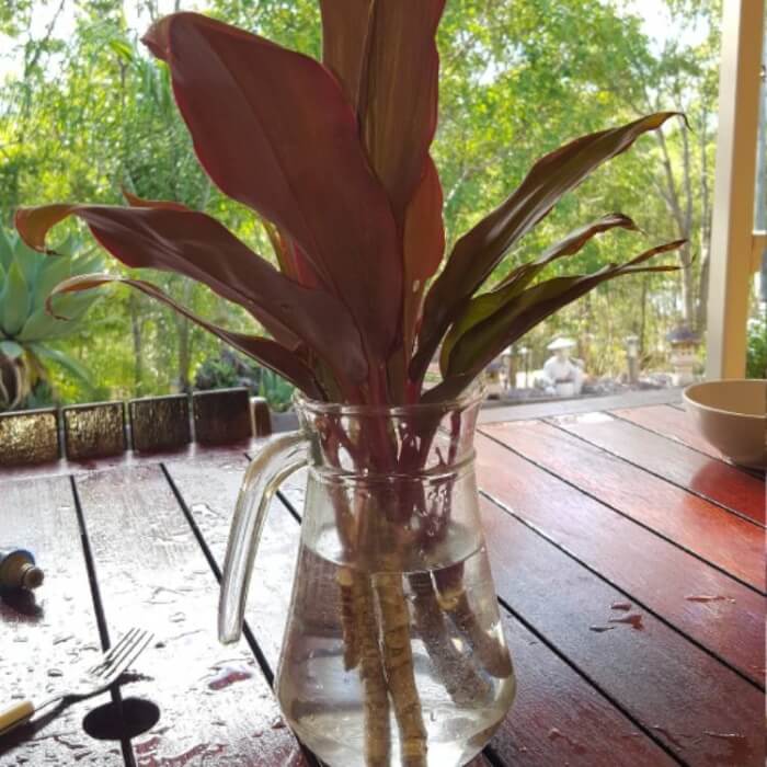 25 Common Houseplants That Can Be Grown Well In Vases - ZuneTalk Green
