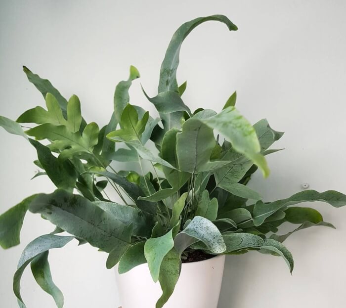 19 Best Fern Types To Grow Indoors - ZuneTalk Green