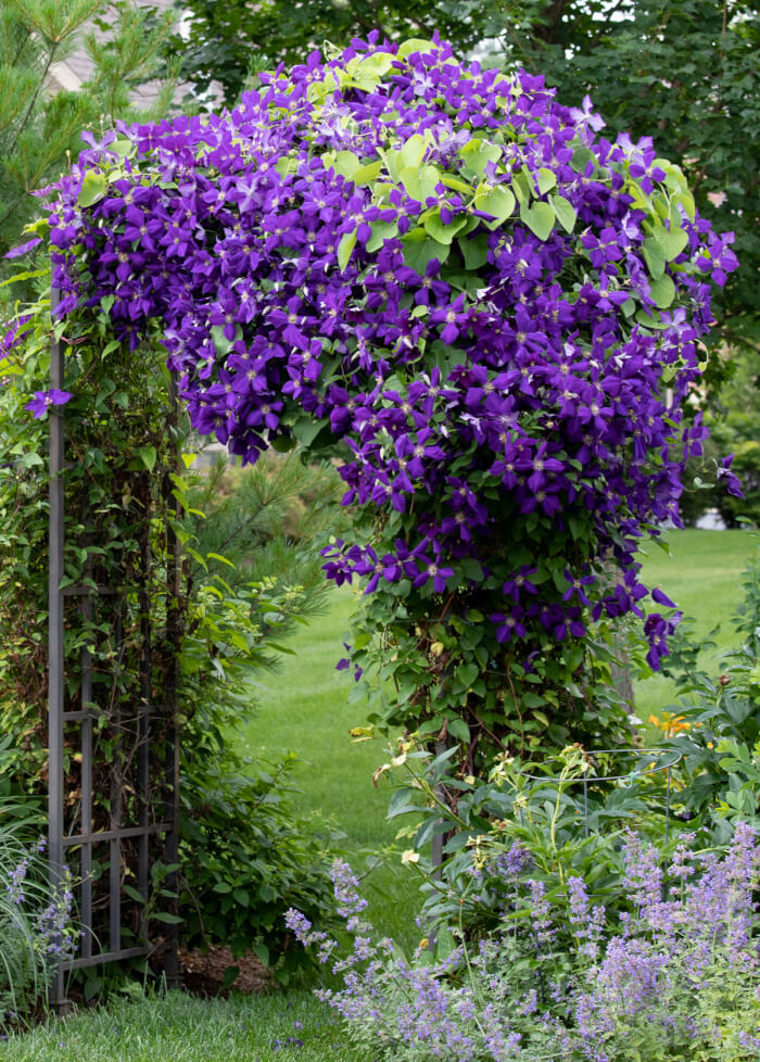 20 Best Climbing Plants For Pergolas And Arbors - ZuneTalk Green