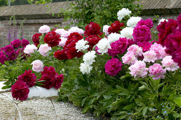 18 Beautiful Foundation Plants For The Front Of Your House - ZuneTalk Green