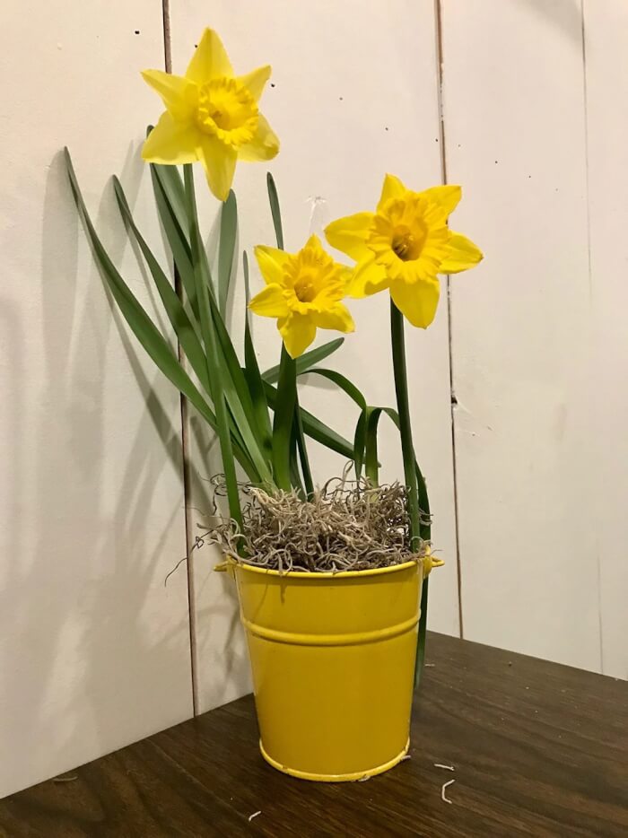 9 Best Beautiful Flowers That Bring Good Luck to Your Home - ZuneTalk Green