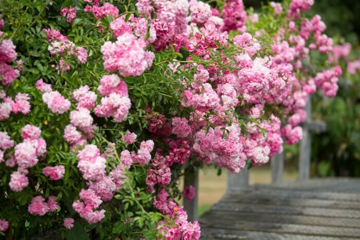 15 Popular Roses Varieties for Every Garden - ZuneTalk Green