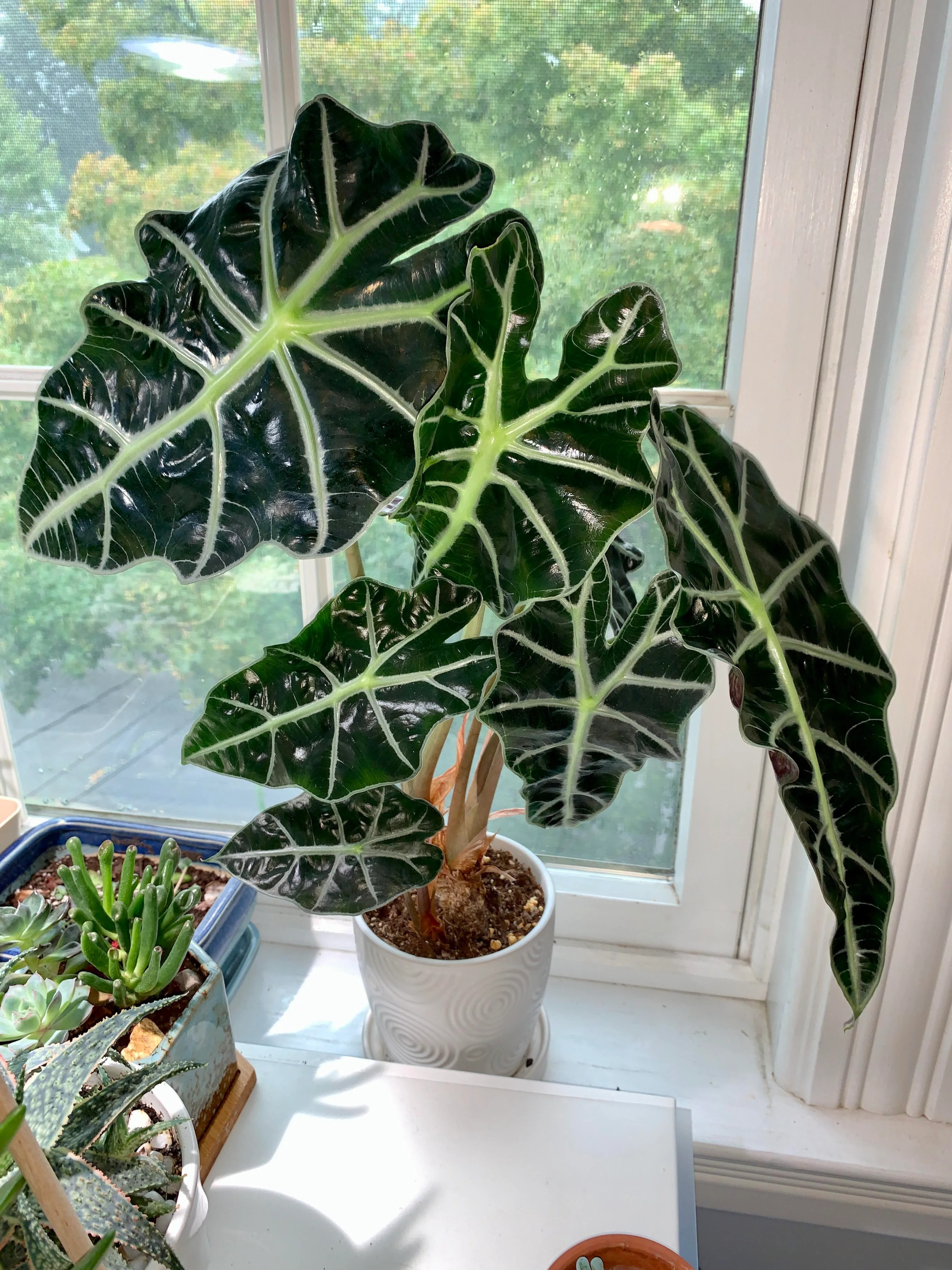 12 Best Window Plants To Liven Up Your Spaces - ZuneTalk Green