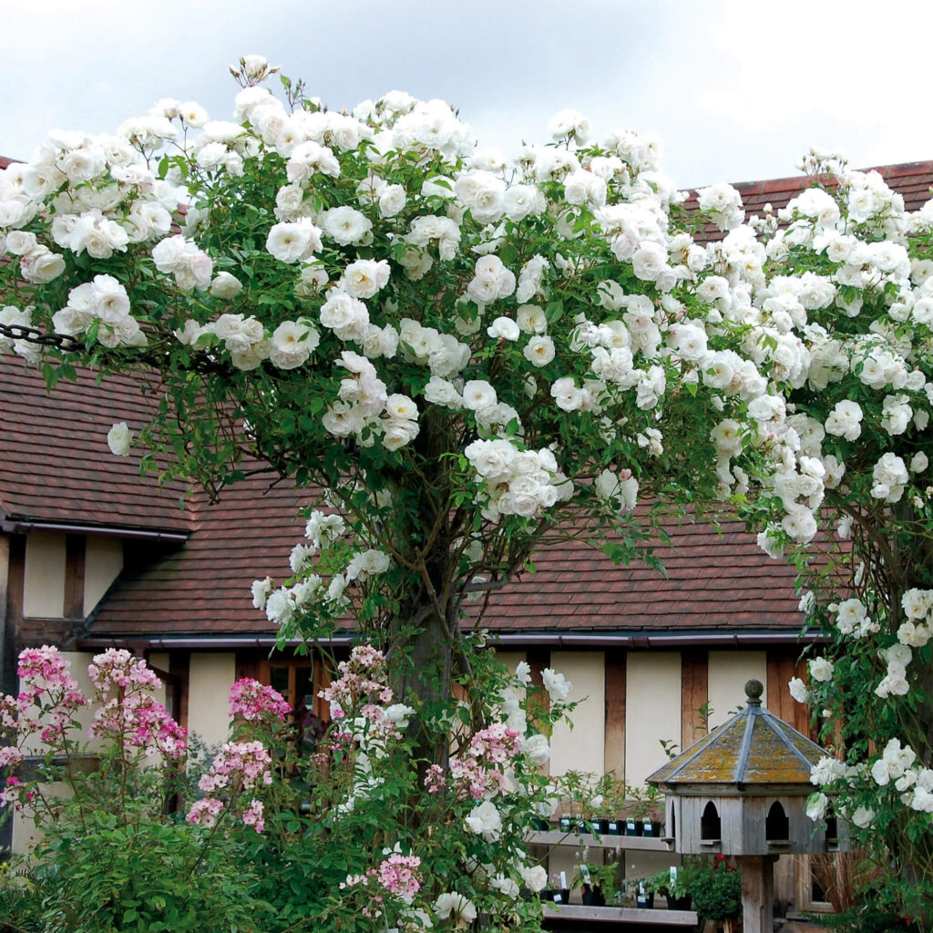 Best 15 Climbing Rose Flowers On Trellis Ideas - ZuneTalk Green