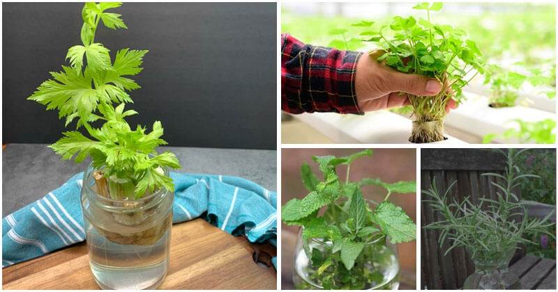 Best Herbs That Can Grow Well Year-round Just With Water - ZuneTalk Green