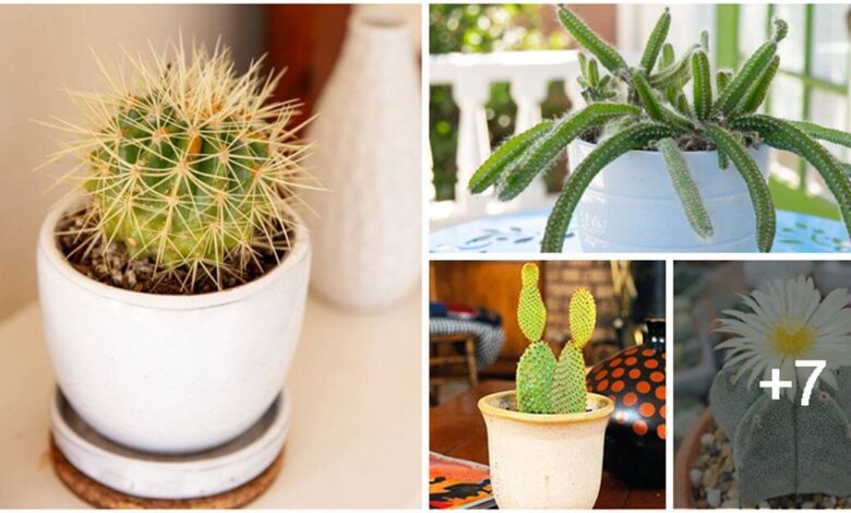 11 Beautiful And Easy-to-grow Indoor Cactus Plants – ZuneTalk Green