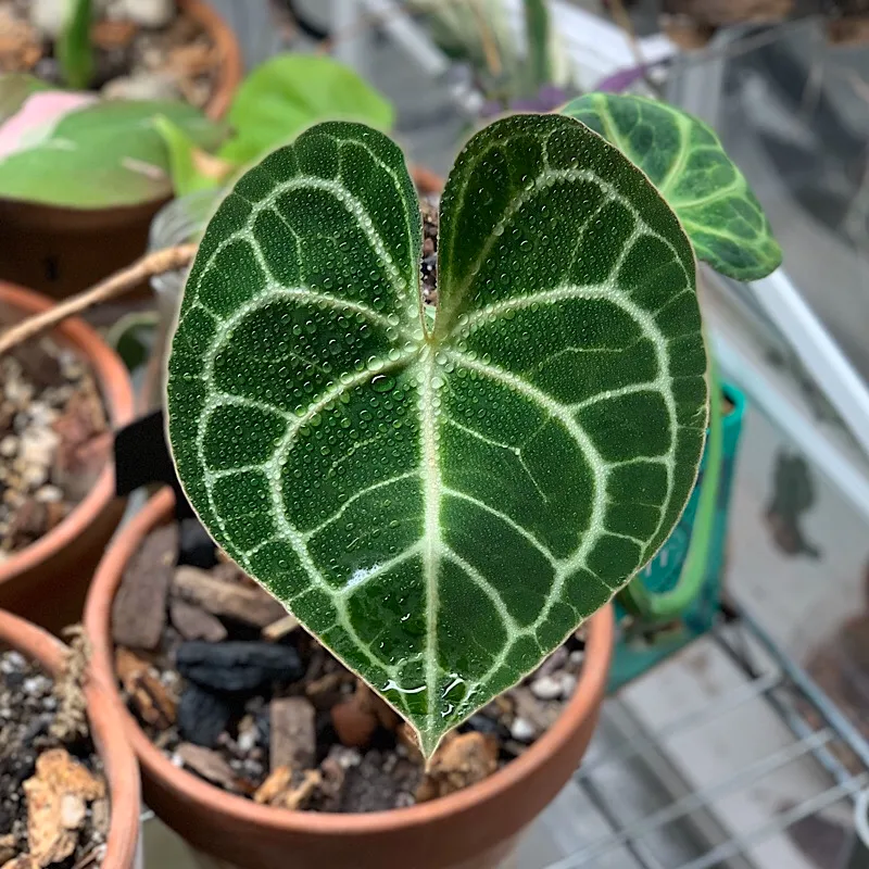 15 Unique Zebra Print Indoor Plants For Plant Lovers - ZuneTalk Green