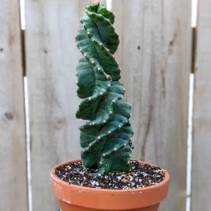 26 Houseplants Feature The Strangest Leaves - ZuneTalk Green