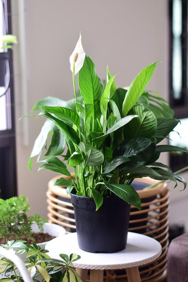 20 Indoor Plants Which Help Purify The Air - ZuneTalk Green