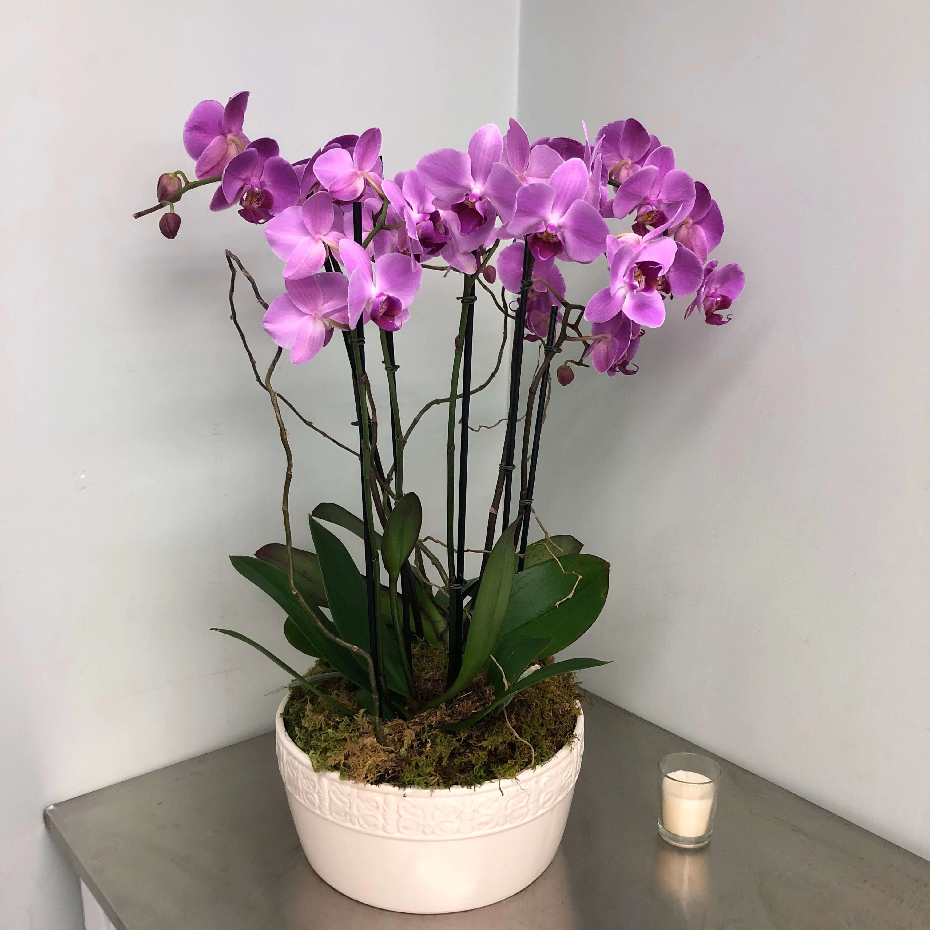 9 Beautiful Houseplants That Love Growing In The Dark - ZuneTalk Green