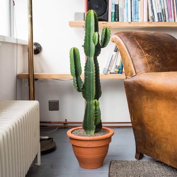 11 Beautiful And Easy-to-grow Indoor Cactus Plants - ZuneTalk Green