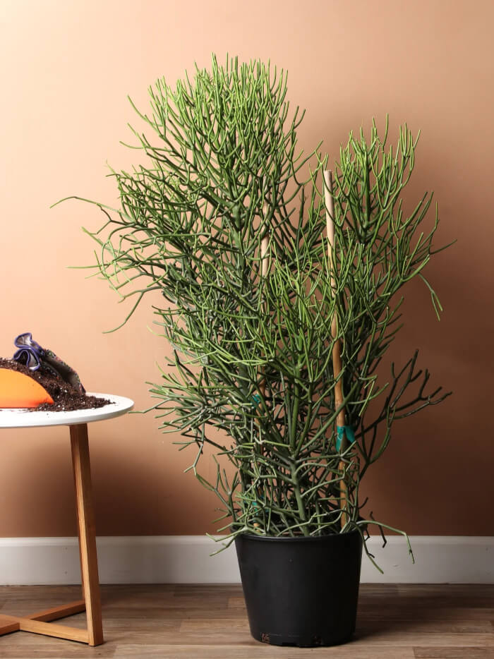 11 Beautiful And Easy-to-grow Indoor Cactus Plants – ZuneTalk Green