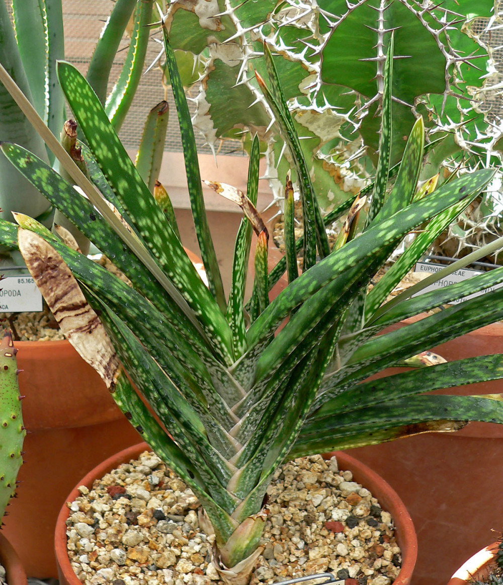 15 Unique Zebra Print Indoor Plants For Plant Lovers - ZuneTalk Green