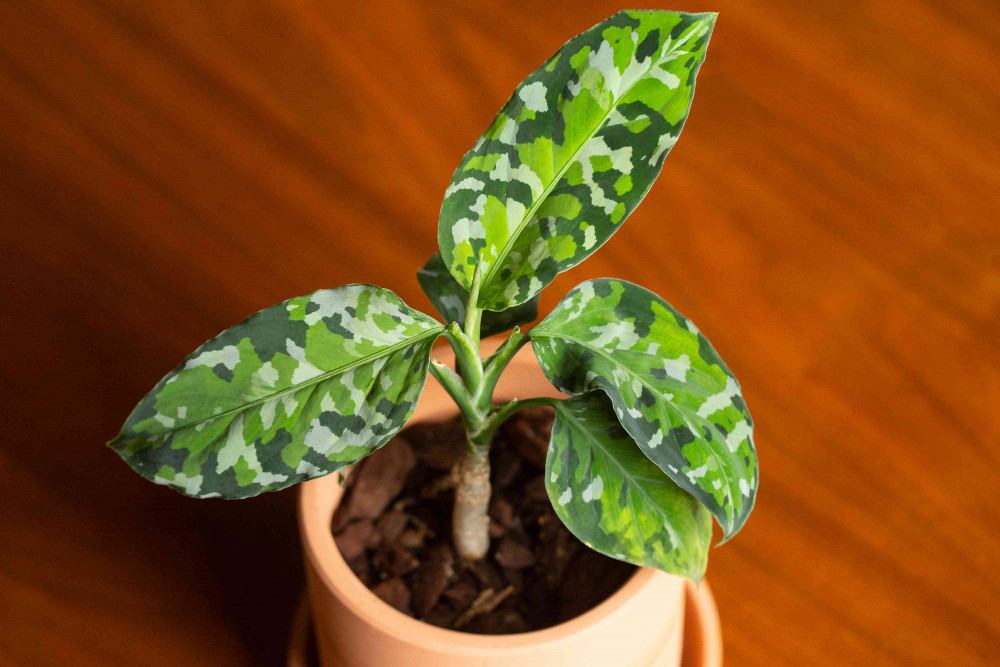 15 Unique Zebra Print Indoor Plants For Plant Lovers - ZuneTalk Green