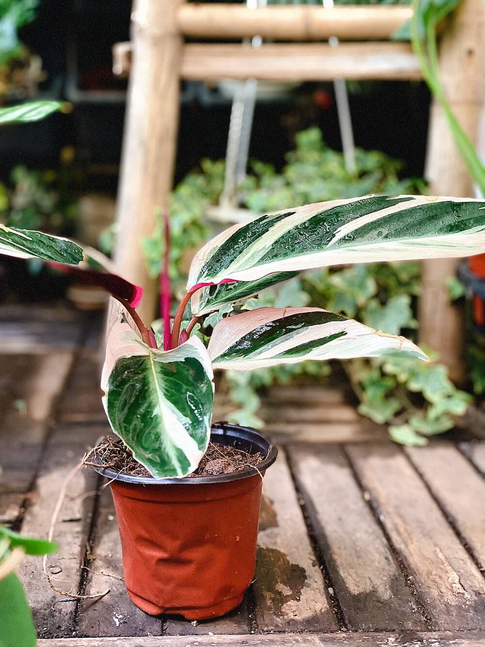 15 Unique Zebra Print Indoor Plants For Plant Lovers - ZuneTalk Green