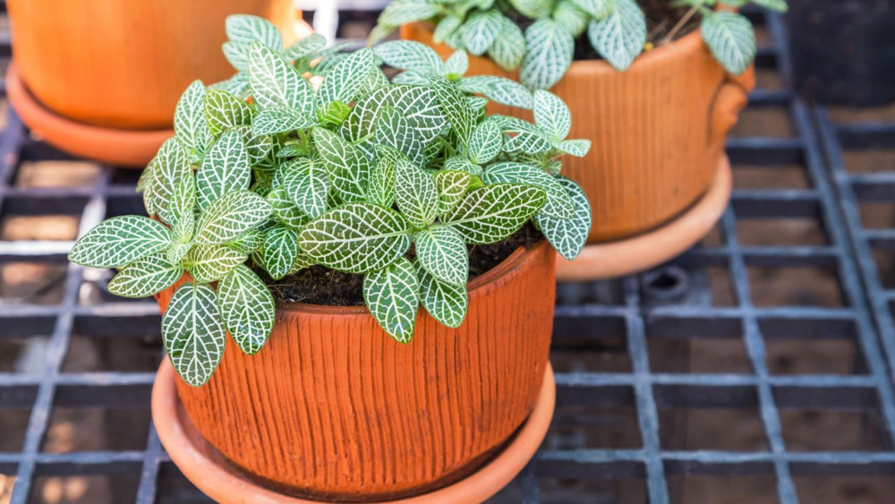 15 Unique Zebra Print Indoor Plants For Plant Lovers - ZuneTalk Green