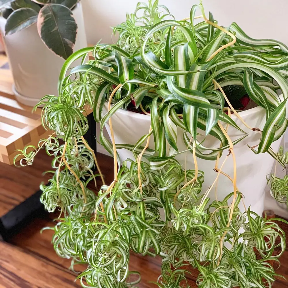 15 Unique Zebra Print Indoor Plants For Plant Lovers - ZuneTalk Green