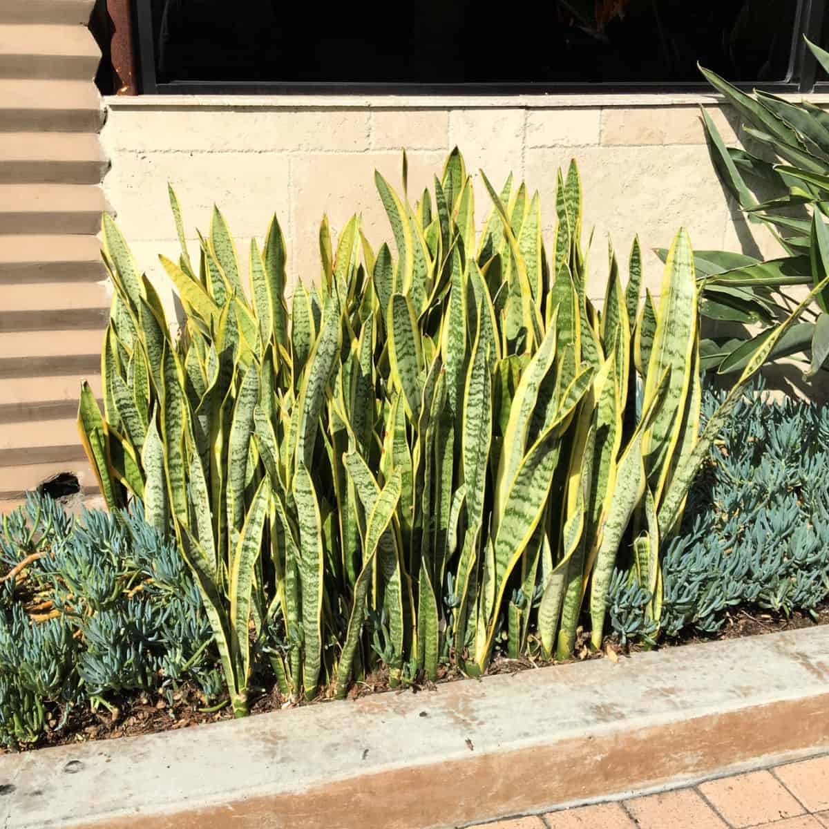 10 Gorgeous Ornamental Plants That Grow Well Both Indoors and Outdoors ...