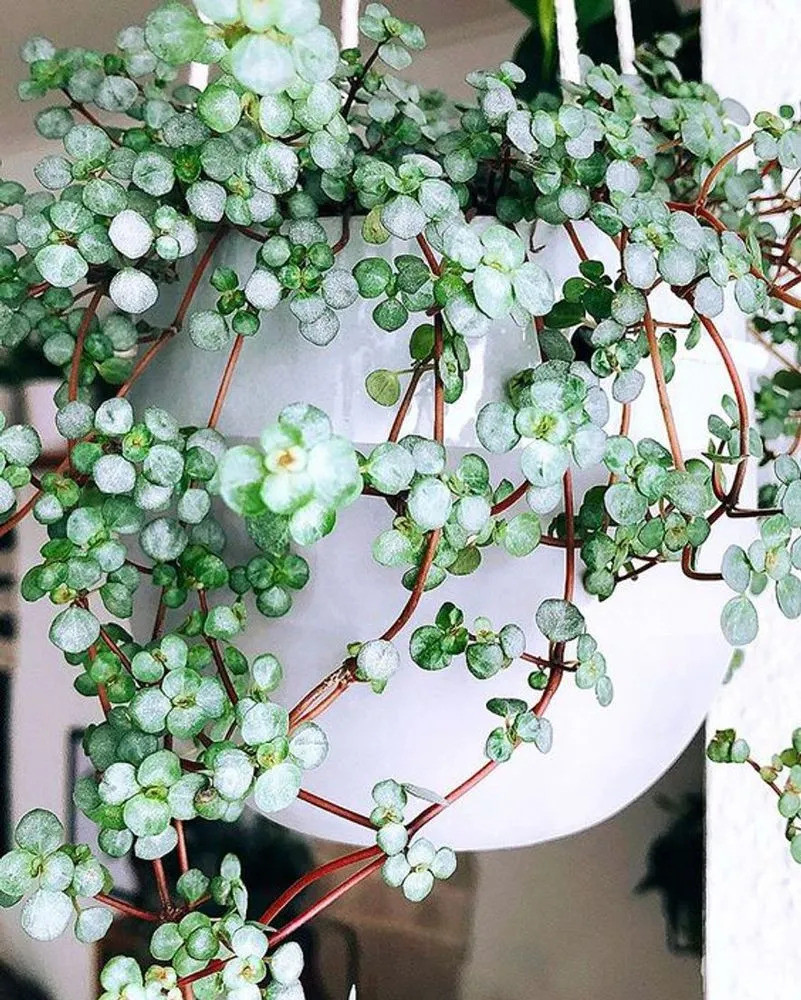 16 Houseplants With Unique Round Foliage - ZuneTalk Green