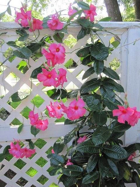33 Garden Fence Ideas Adorned With Stunning Flowers - ZuneTalk Green