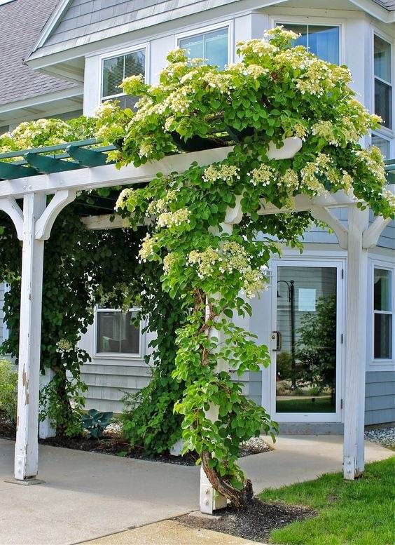 30 Inspiring Ideas To Create A Colorful And Fragrant Pergola - ZuneTalk ...