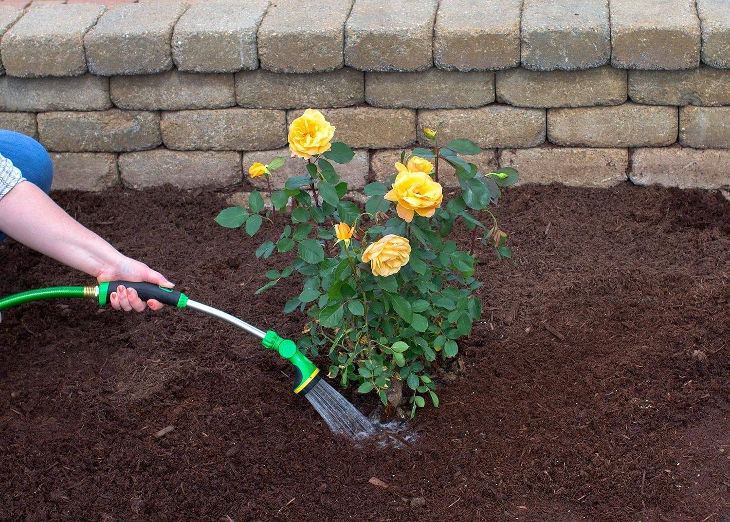 How To Plant A Rose Tree And Make It Thrive - ZuneTalk Green