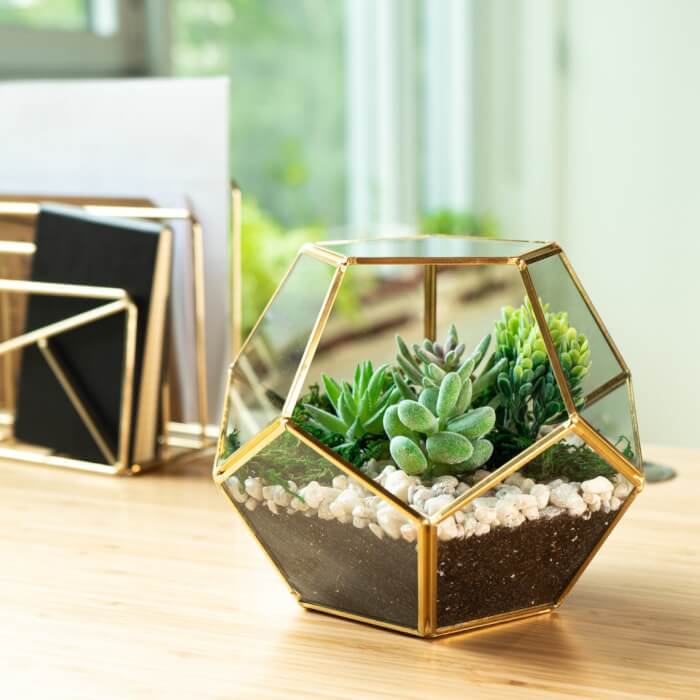 10 Best Beautiful Terrarium Plants To Grow - ZuneTalk Green