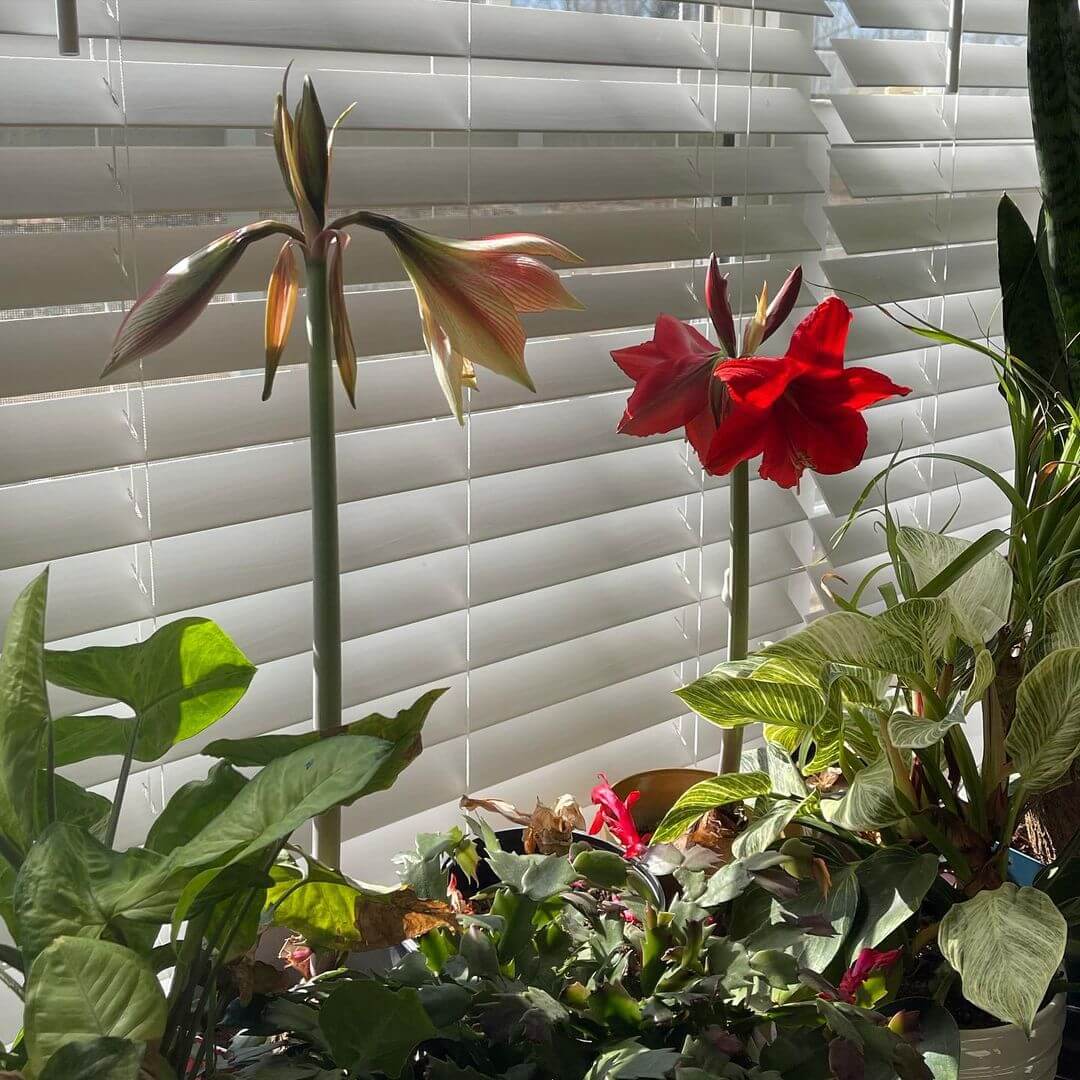35 Best Window Garden And Landscape Ideas - ZuneTalk Green