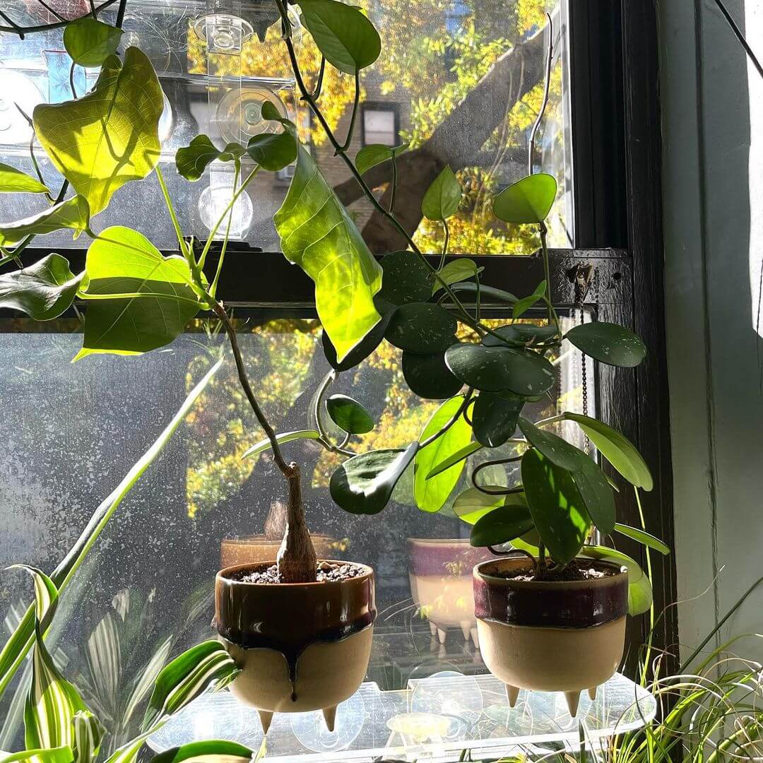 35 Best Window Garden And Landscape Ideas - ZuneTalk Green