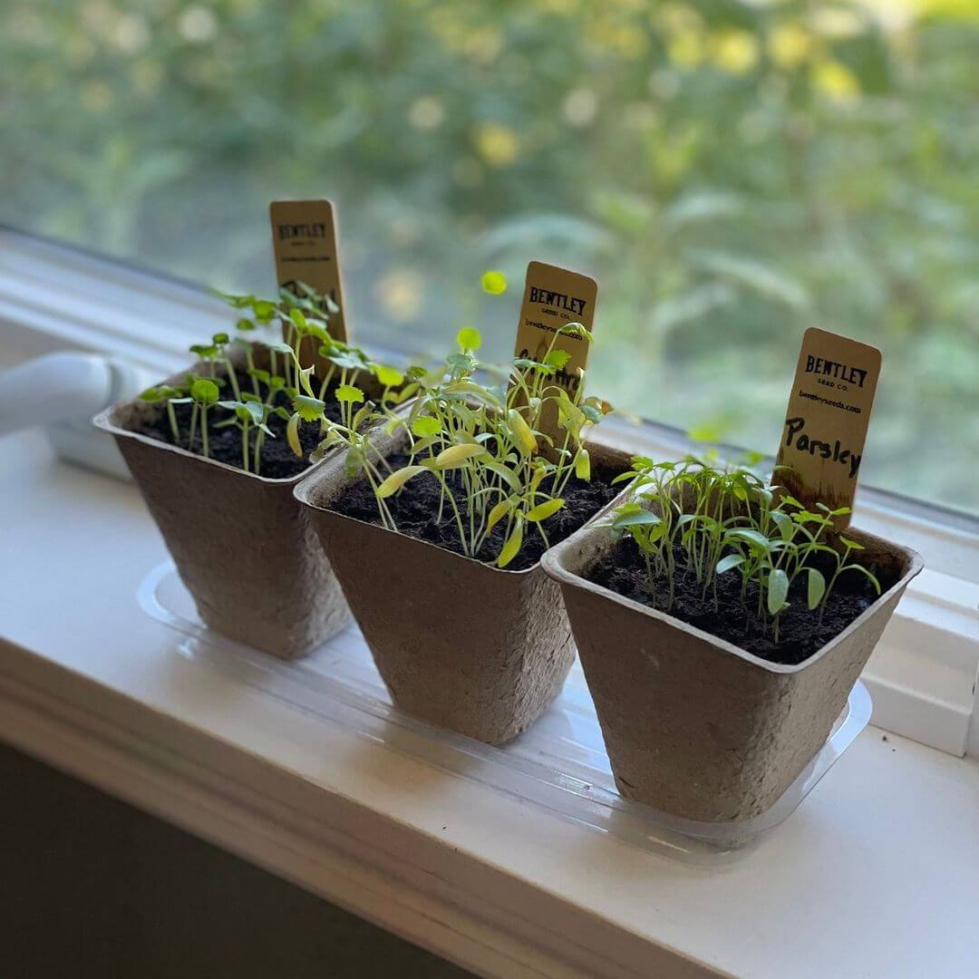 35 Best Window Garden And Landscape Ideas - ZuneTalk Green