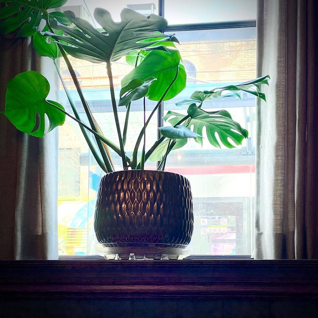 35 Best Window Garden And Landscape Ideas - ZuneTalk Green