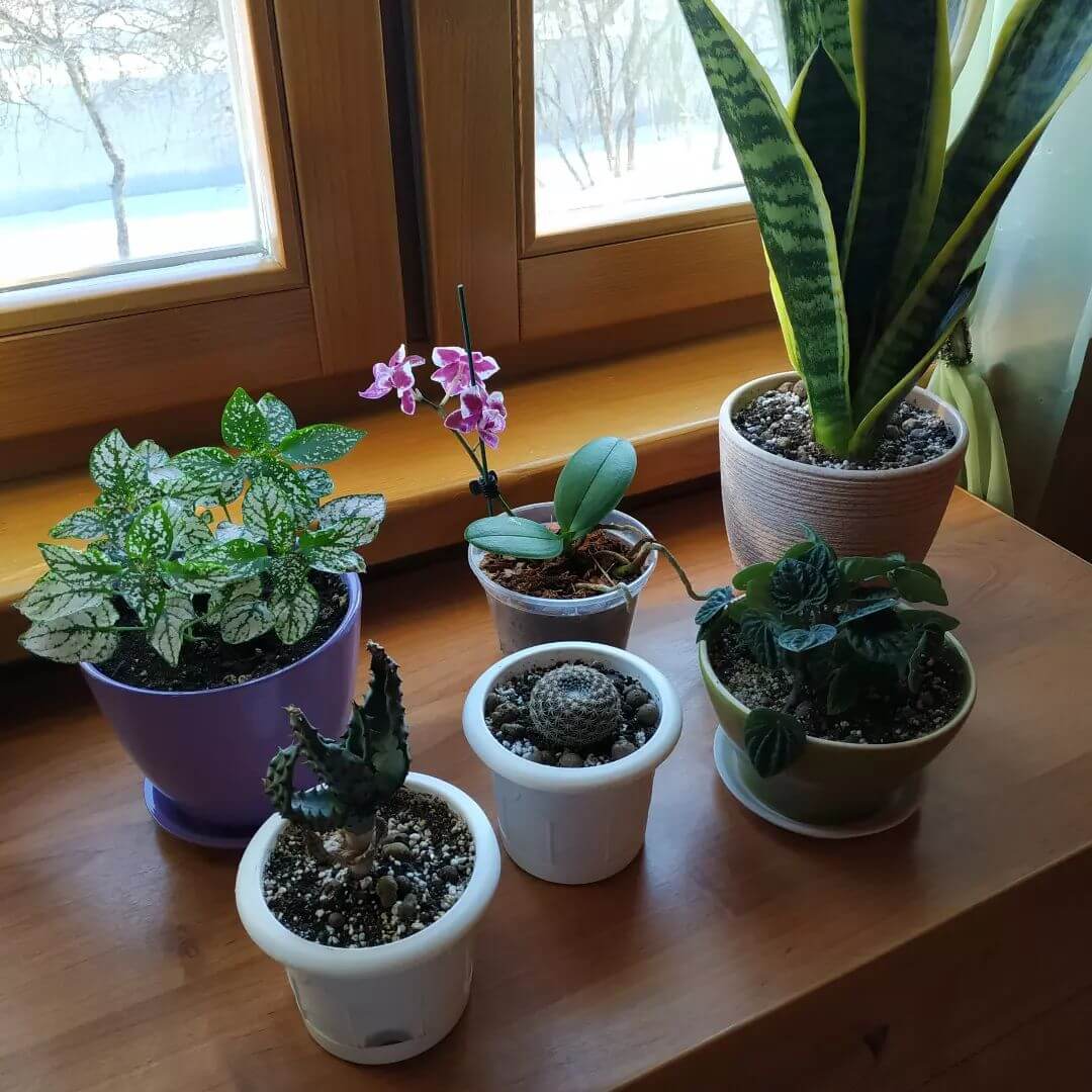 35 Best Window Garden And Landscape Ideas - ZuneTalk Green