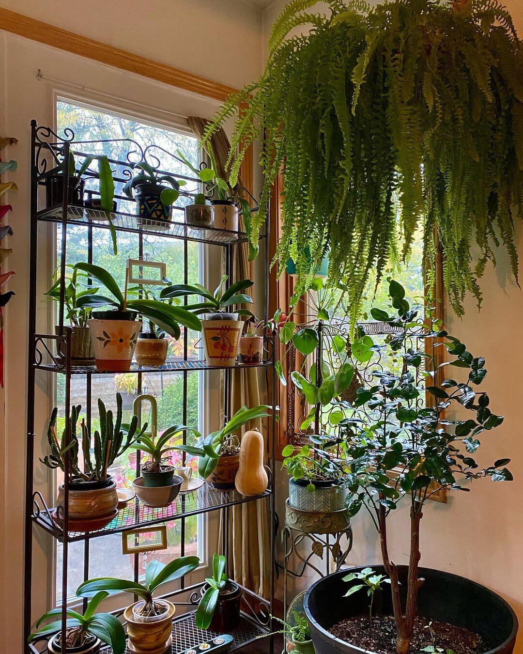 35 Best Window Garden And Landscape Ideas - ZuneTalk Green