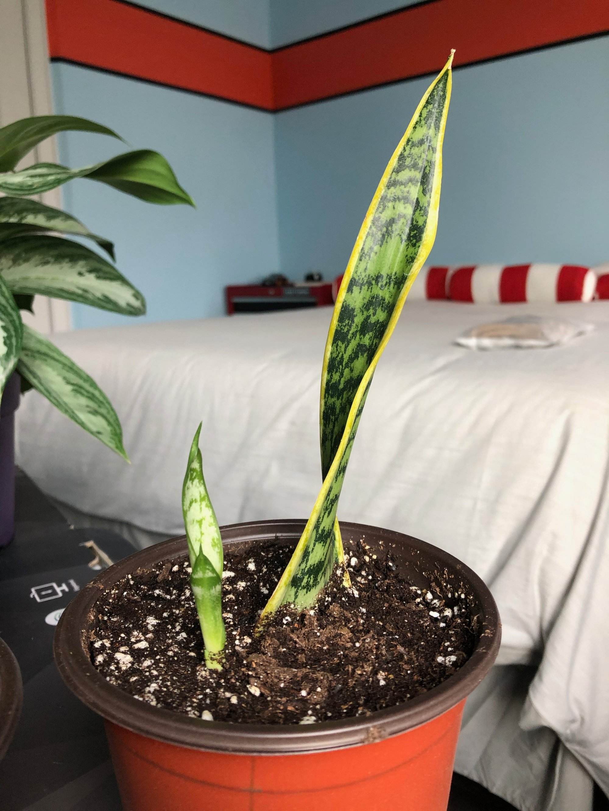 15 Houseplants That Multiply From Leaves - ZuneTalk Green