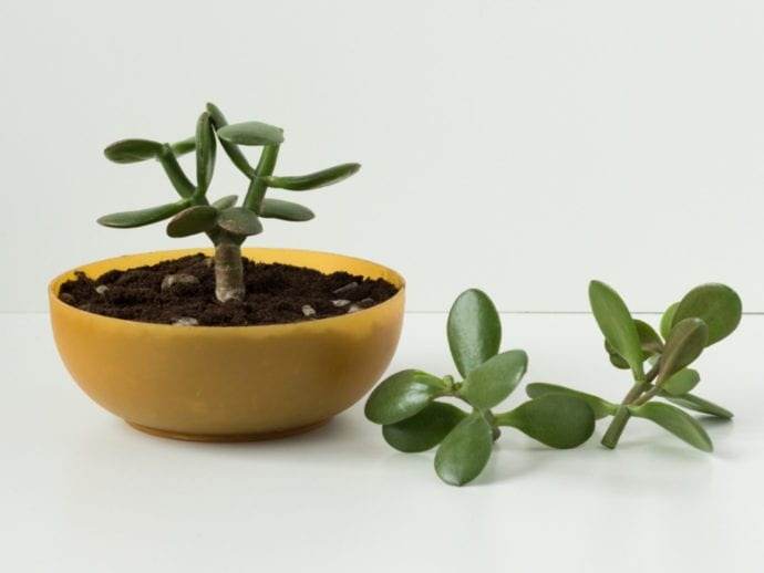 15 Houseplants That Multiply From Leaves - ZuneTalk Green