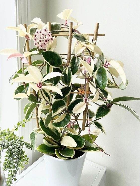 15 Houseplants That Multiply From Leaves - ZuneTalk Green