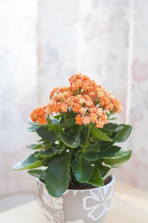 15 Houseplants That Multiply From Leaves - ZuneTalk Green