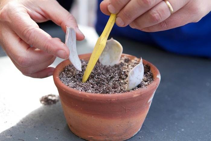 15 Houseplants That Multiply From Leaves - ZuneTalk Green