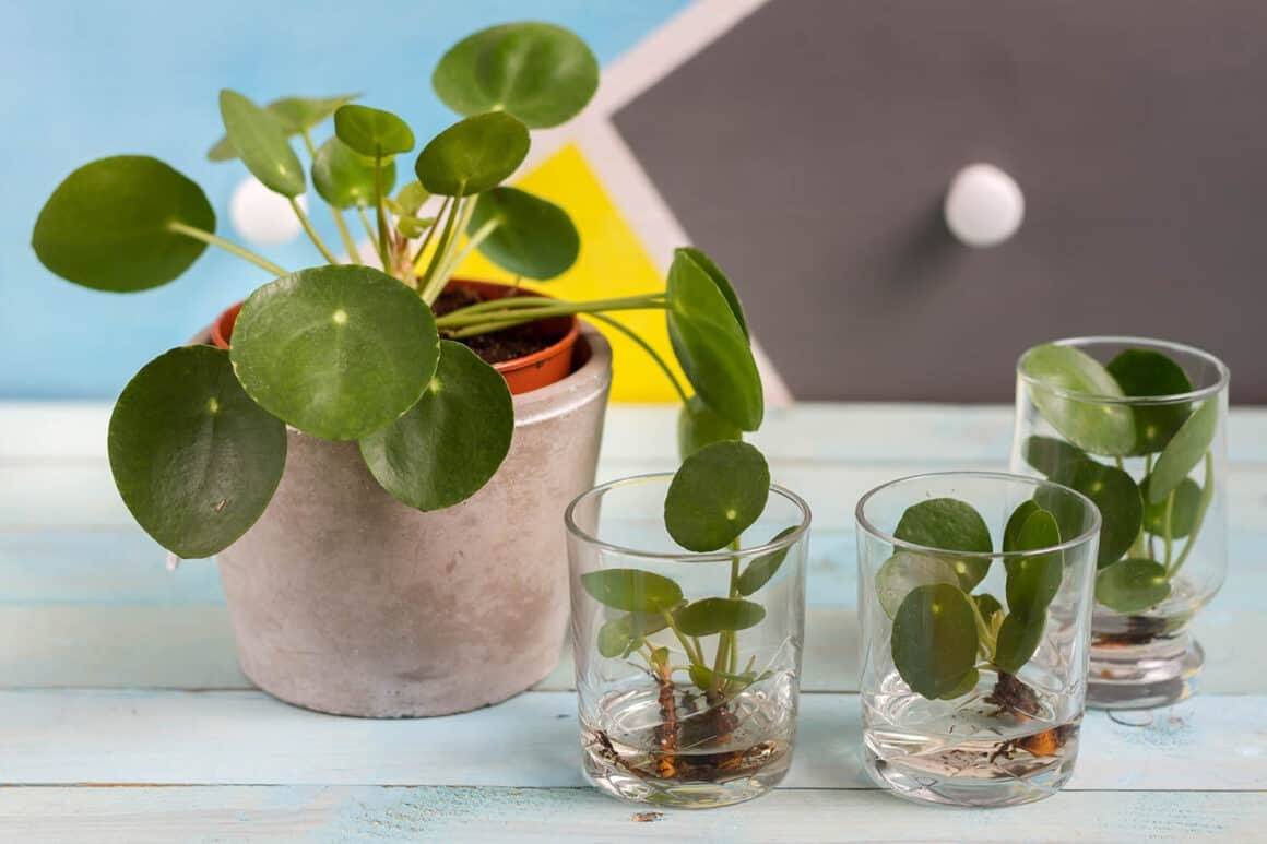 15 Houseplants That Multiply From Leaves - ZuneTalk Green