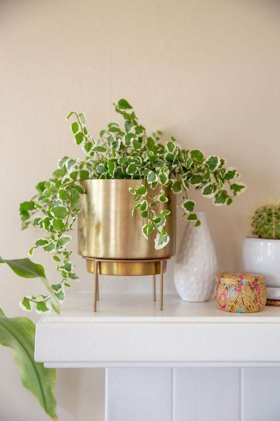 15 Houseplants That Multiply From Leaves - ZuneTalk Green