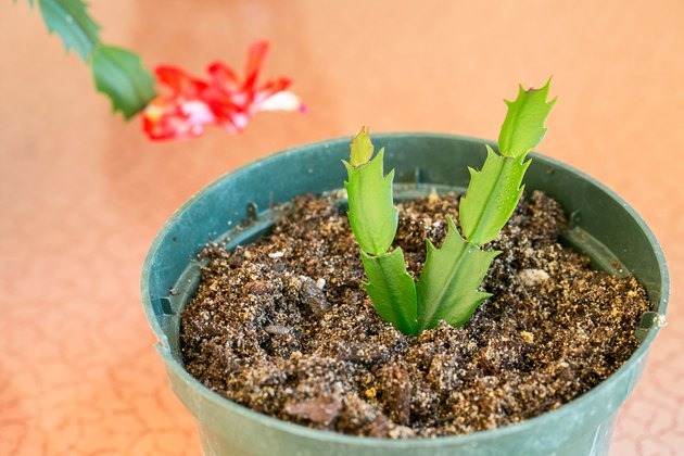 15 Houseplants That Multiply From Leaves - ZuneTalk Green
