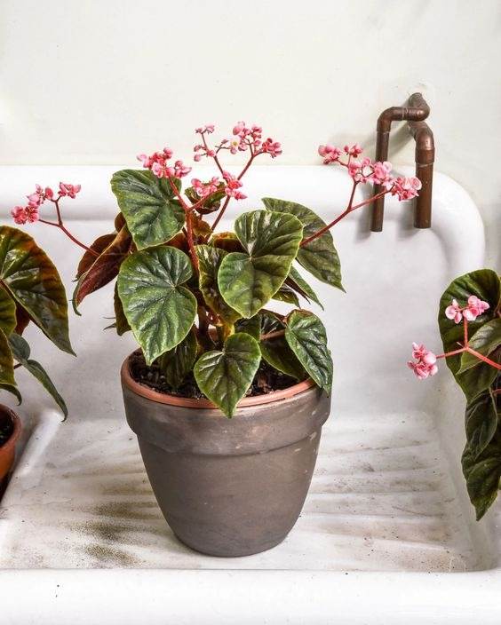 15 Houseplants That Multiply From Leaves - ZuneTalk Green