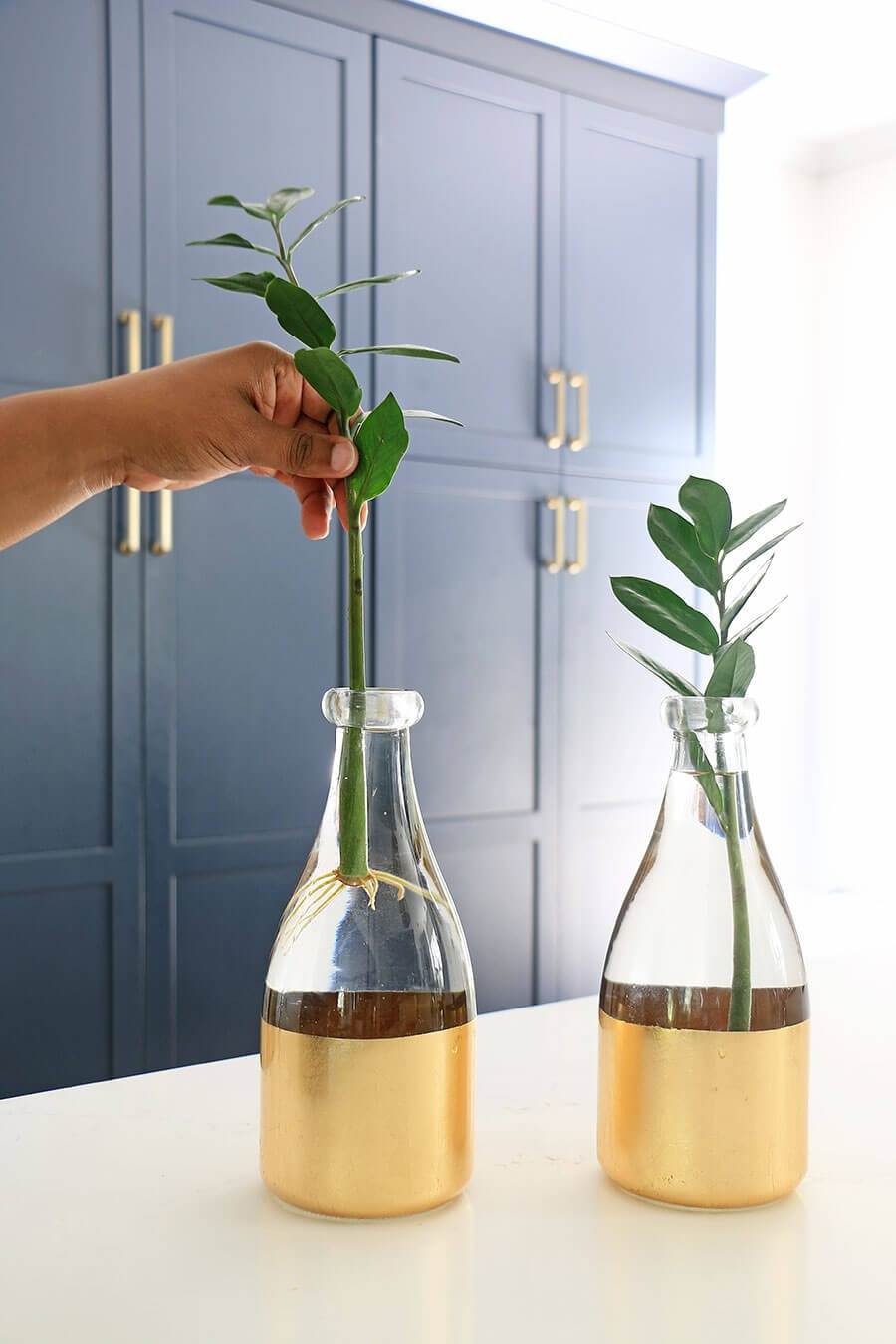 15 Houseplants That Multiply From Leaves - ZuneTalk Green