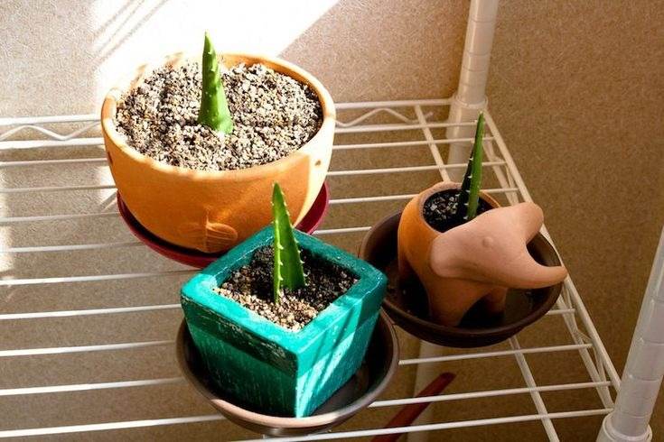 15 Houseplants That Multiply From Leaves - ZuneTalk Green